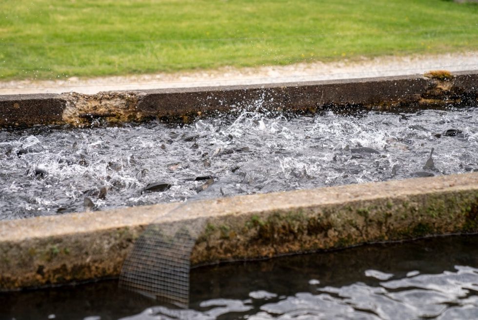 Fish Farming Aeration & Equipment | Griffin Air Systems